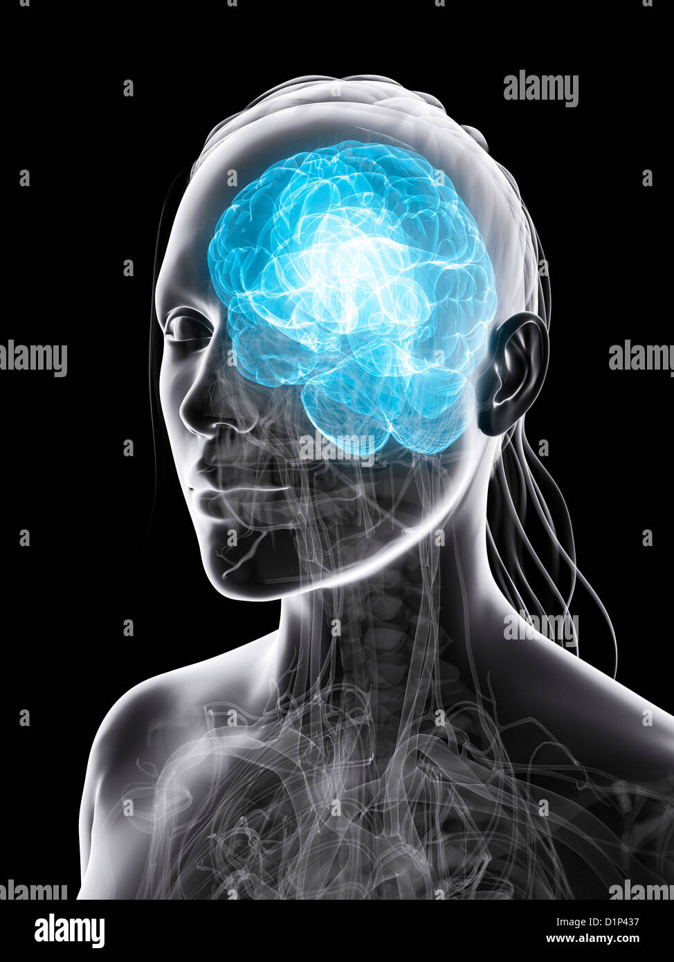 Female brain, artwork Stock Photo - Alamy