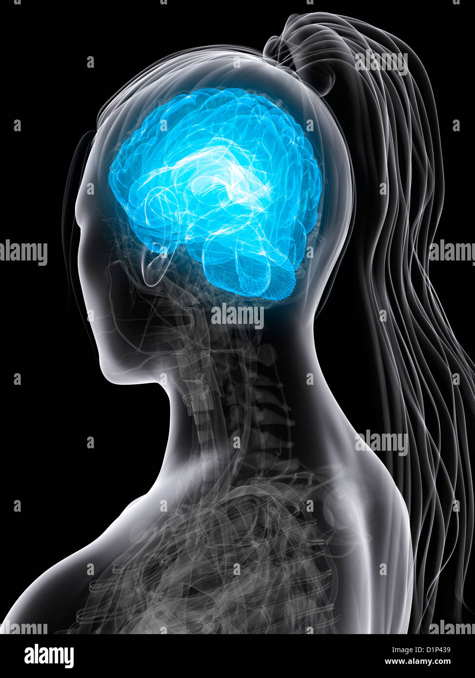 Female brain, artwork Stock Photo - Alamy