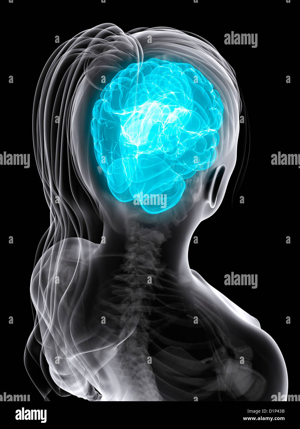 Female brain, artwork Stock Photo - Alamy