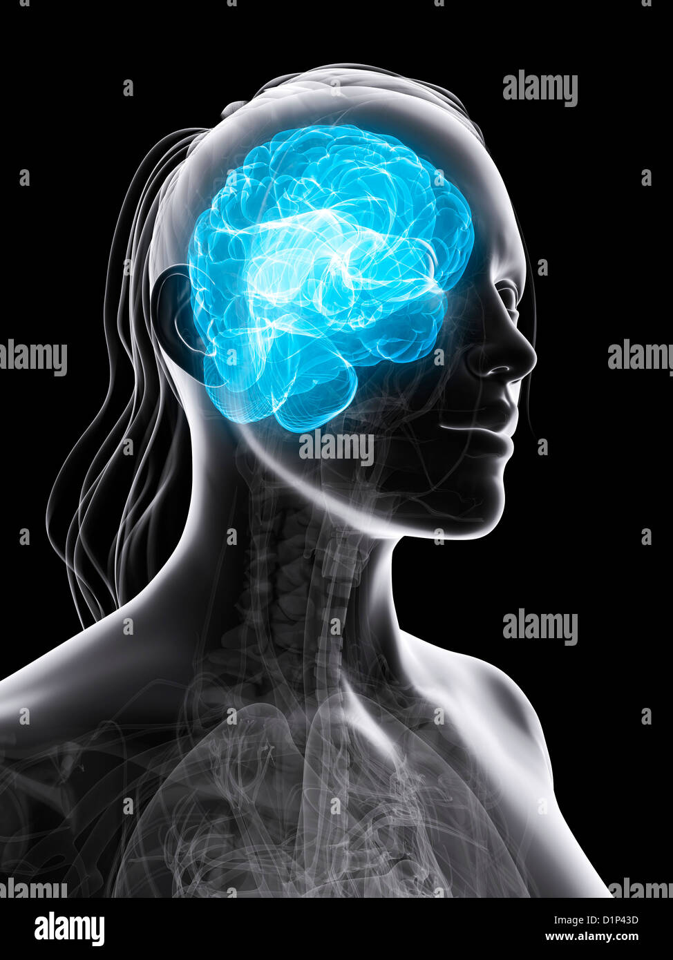 Female brain hi-res stock photography and images - Alamy