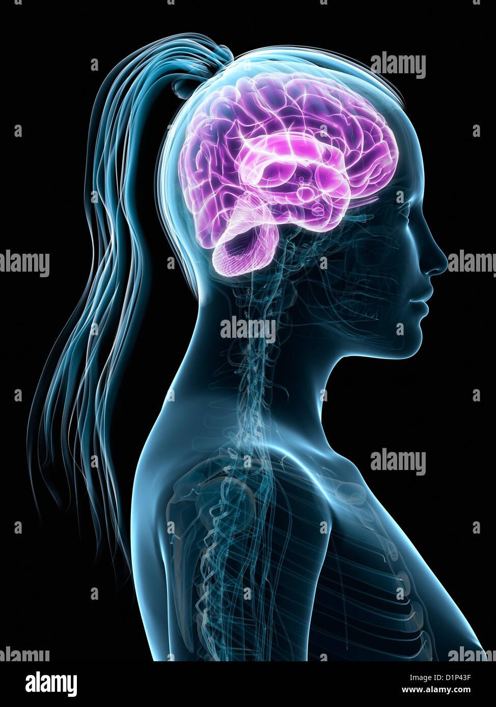 Half Human Brain High Resolution Stock Photography and Images - Alamy