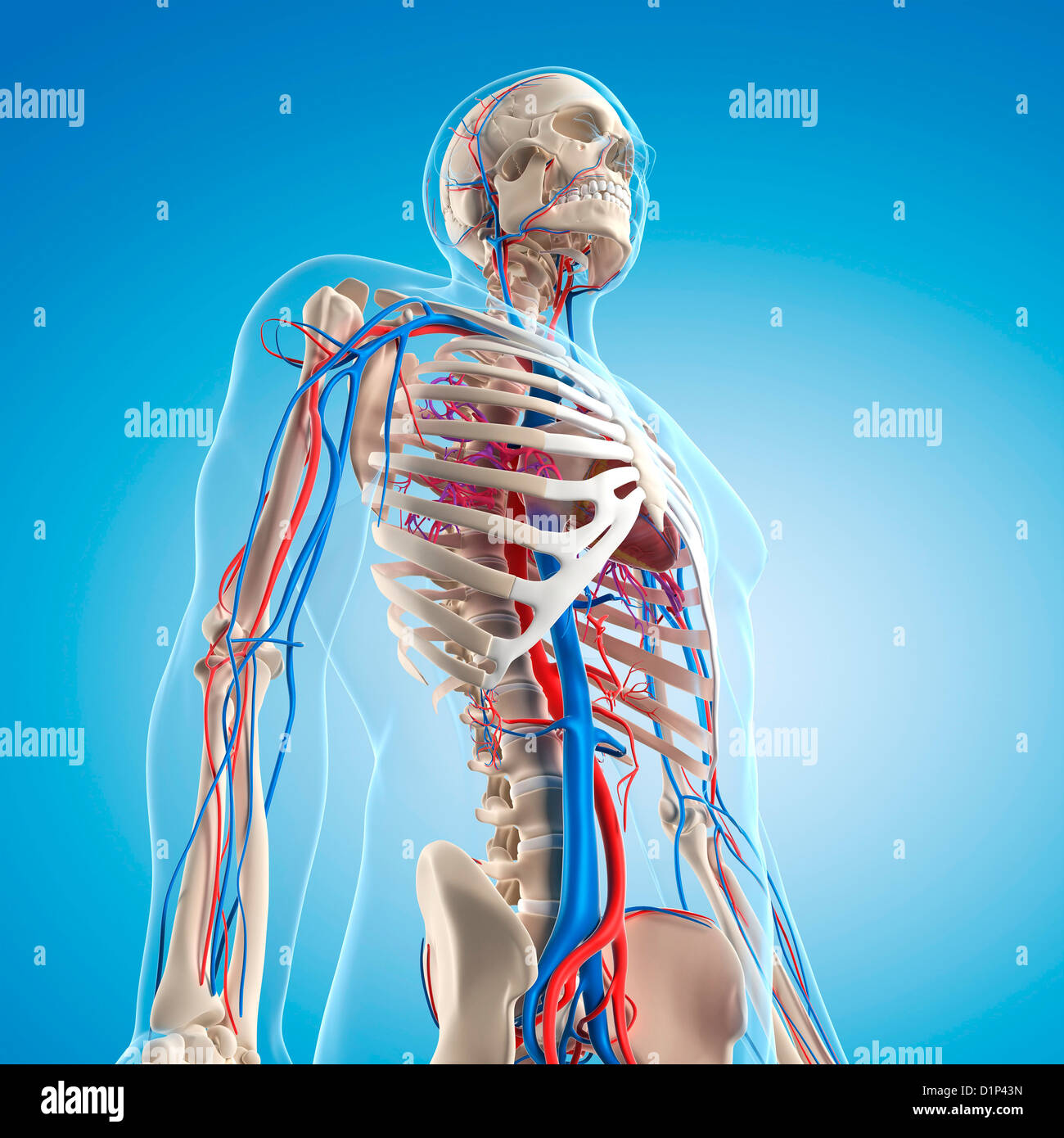 Vascular system, artwork Stock Photo - Alamy