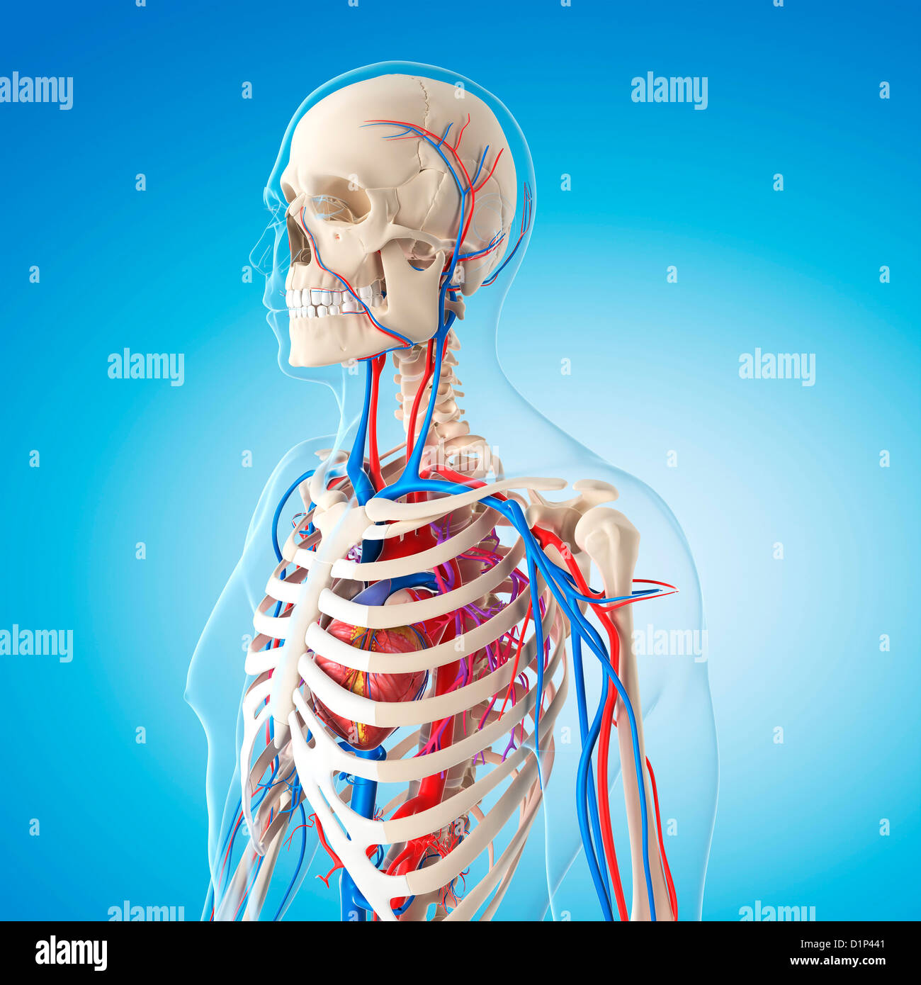 Vascular system, artwork Stock Photo - Alamy