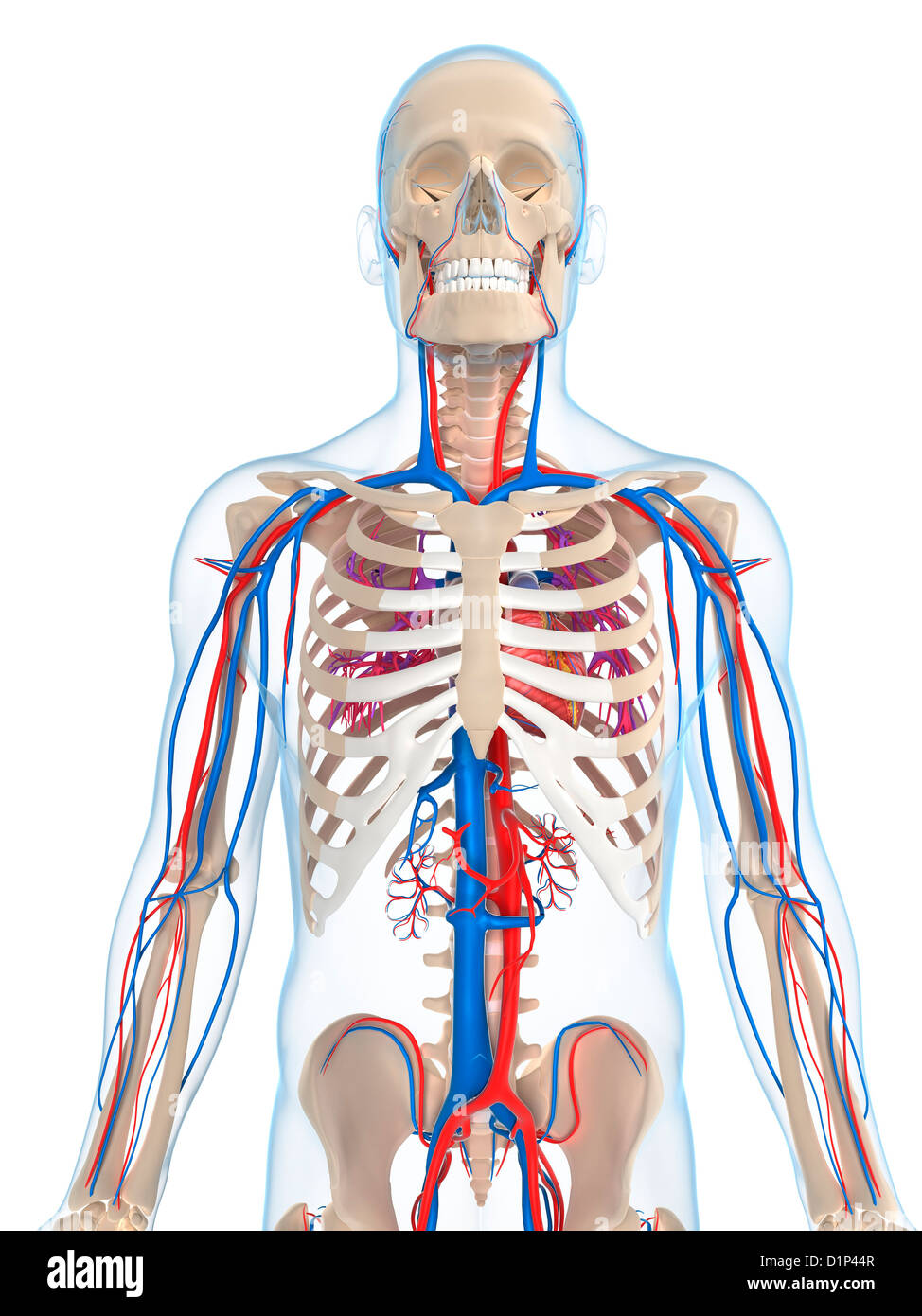 Vascular system, artwork Stock Photo - Alamy