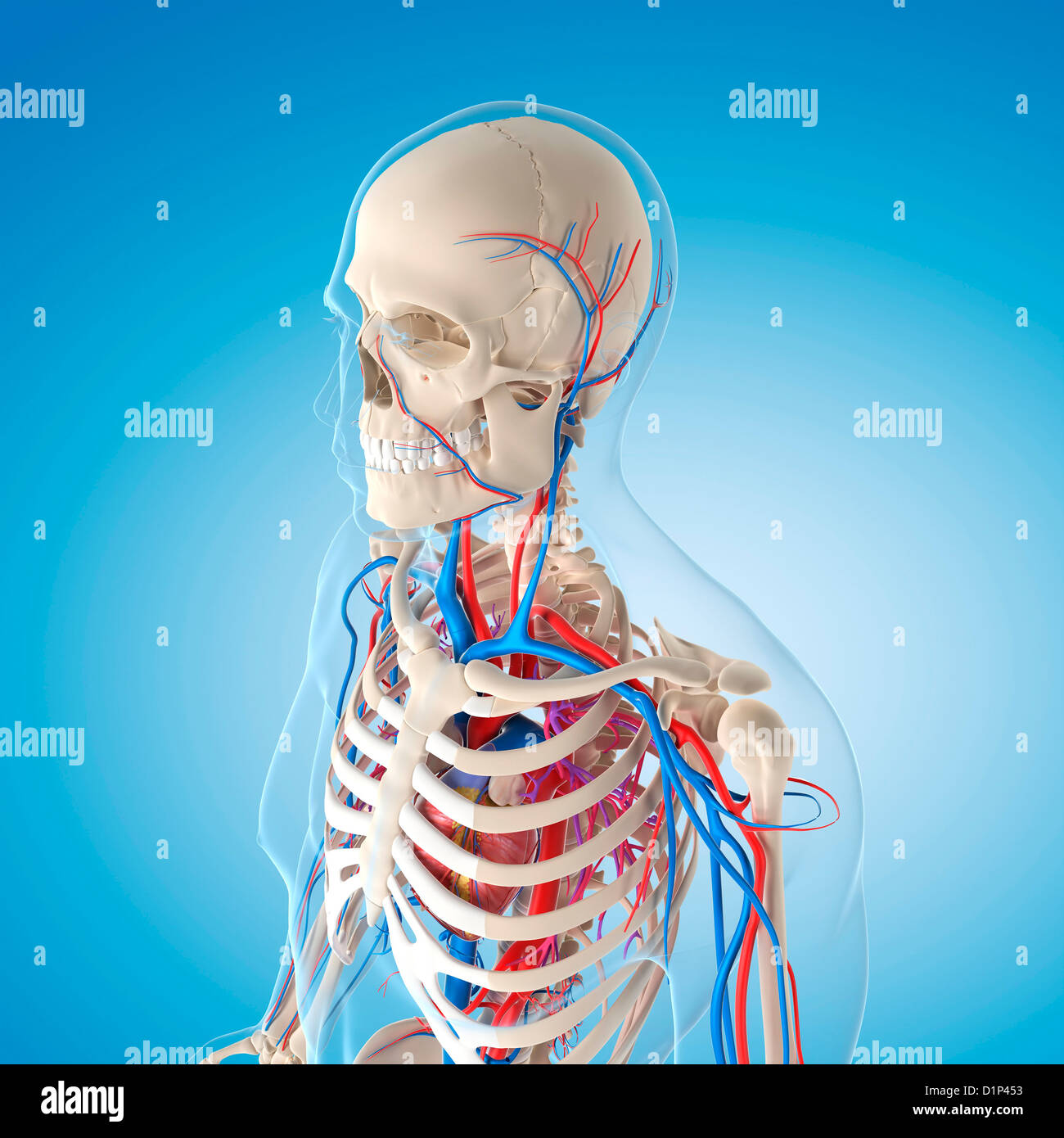 Vascular structure hi-res stock photography and images - Alamy