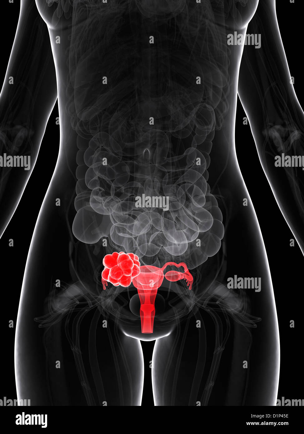 Female reproductive system, artwork Stock Photo - Alamy