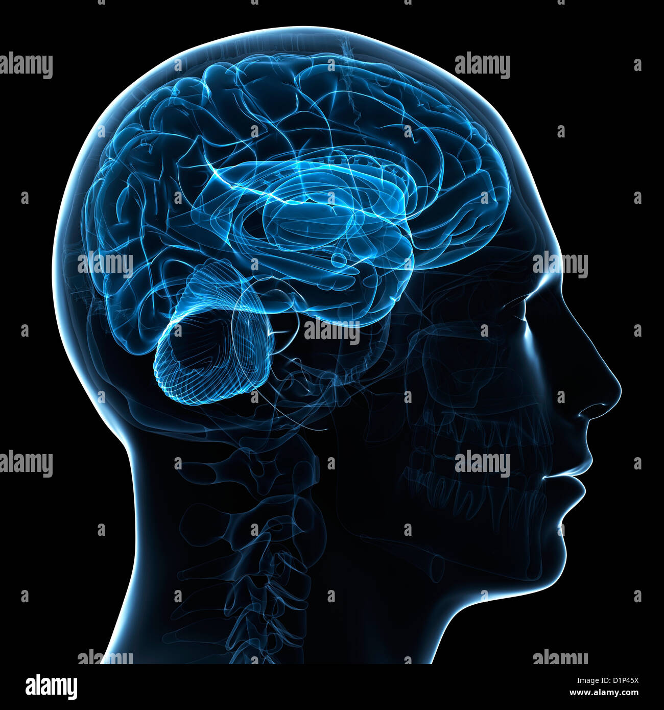 Male brain, artwork Stock Photo - Alamy