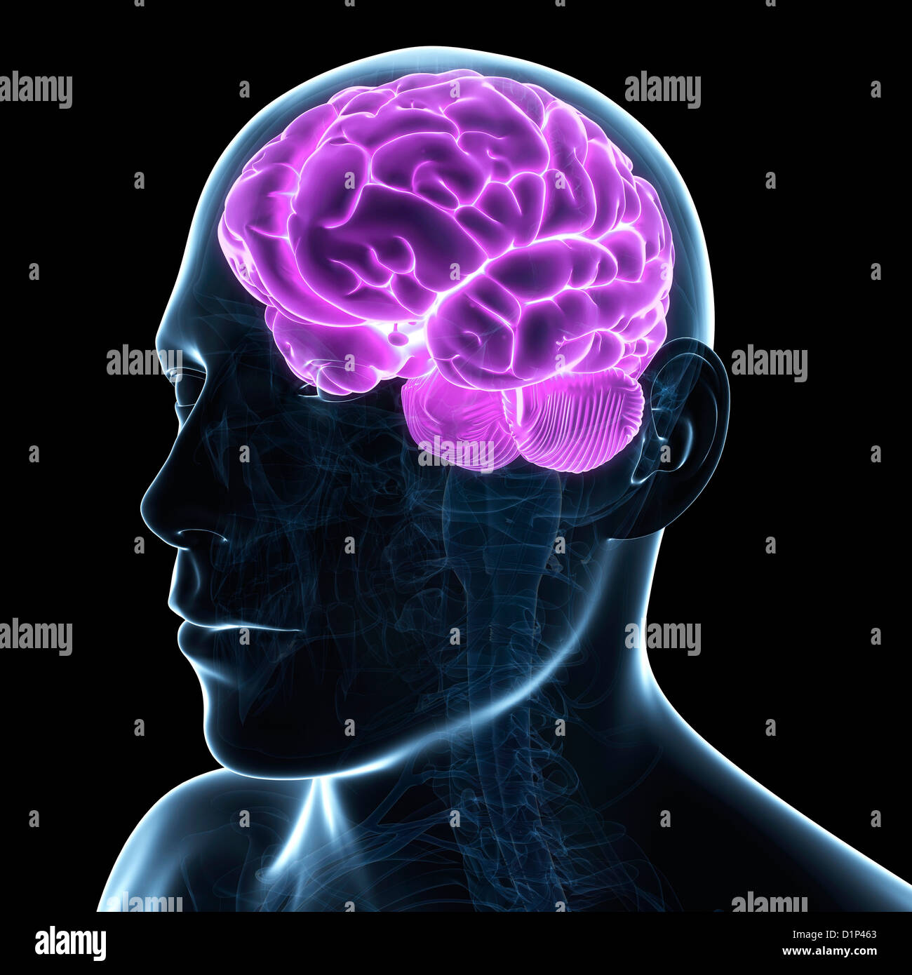 Male Anatomy Brain High Resolution Stock Photography and Images - Alamy