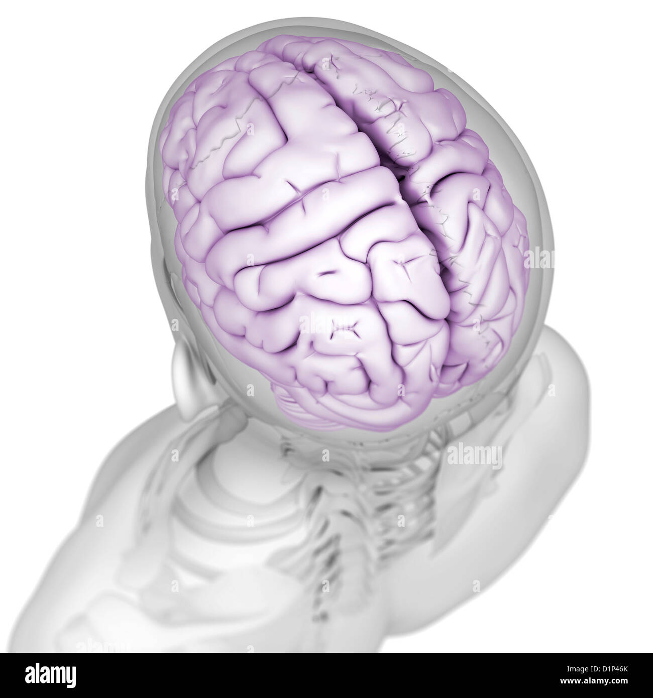 Male brain, artwork Stock Photo - Alamy