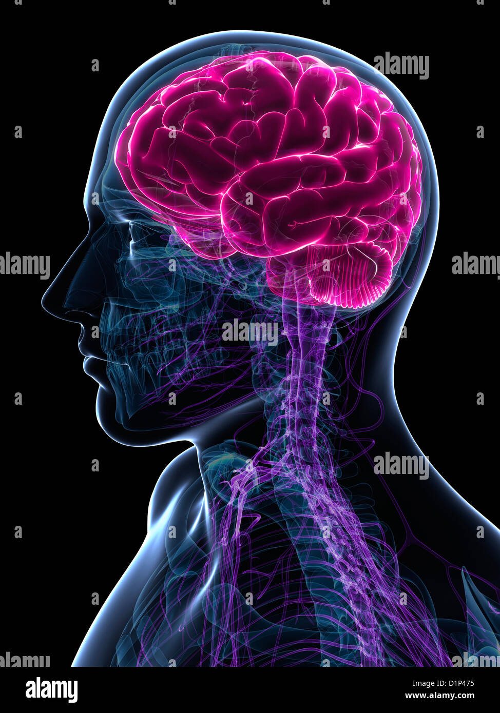 Male brain, artwork Stock Photo - Alamy