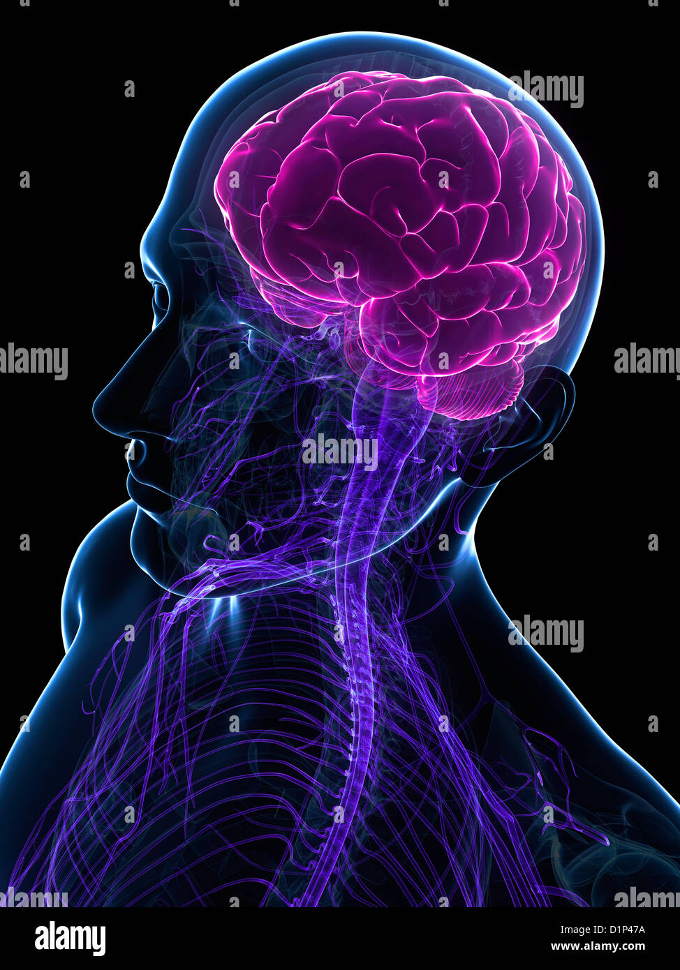 Male brain artwork hi-res stock photography and images - Alamy