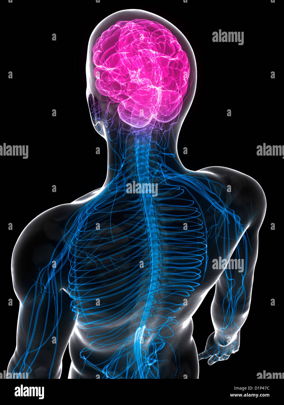 Male brain, artwork Stock Photo - Alamy