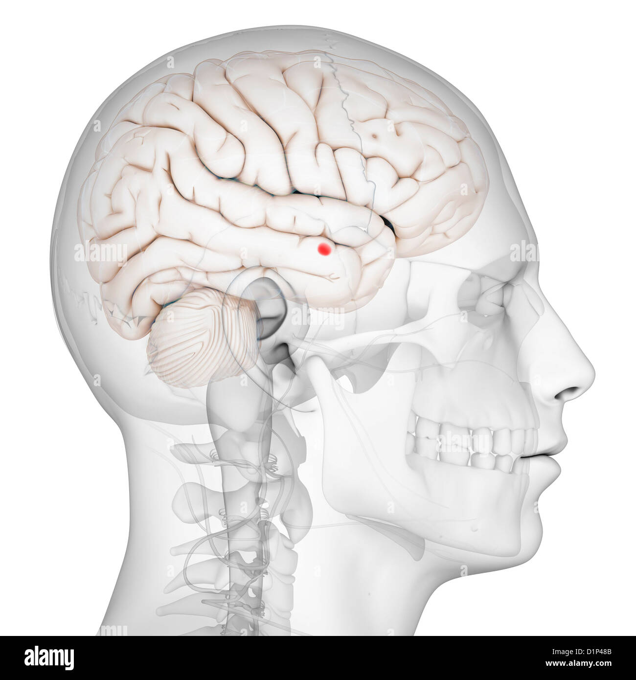 Amygdala them hi-res stock photography and images - Alamy