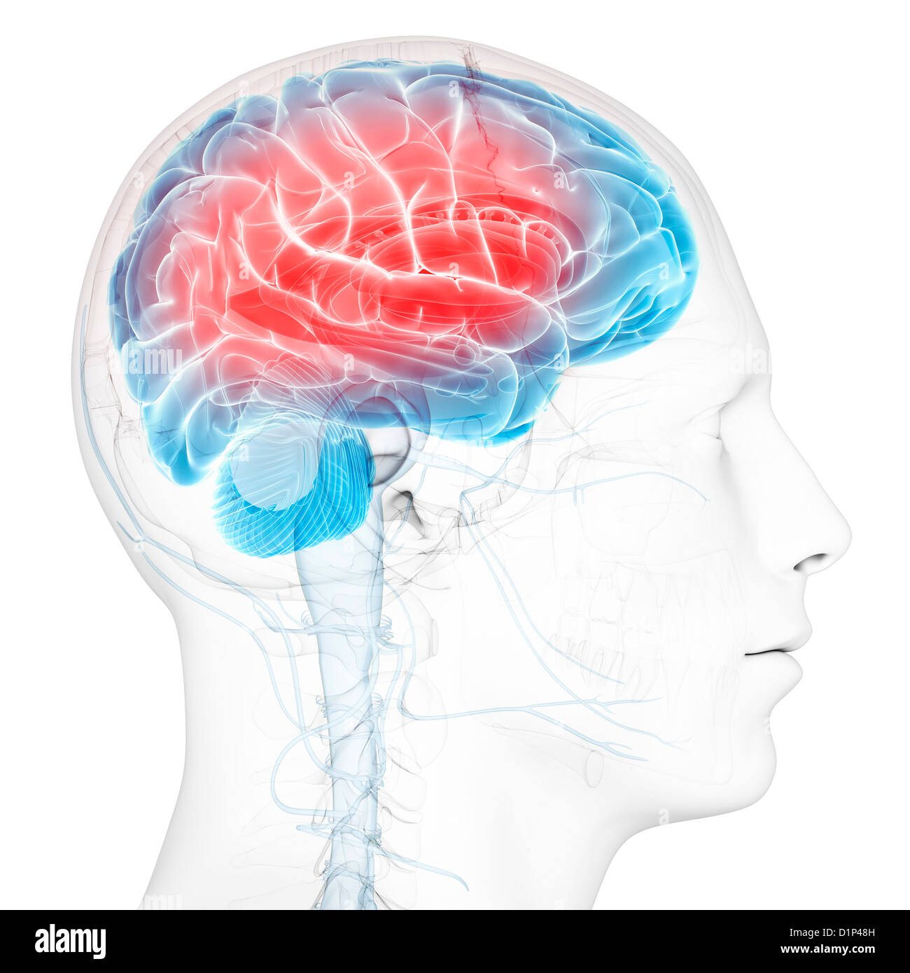 Skull computer artwork Cut Out Stock Images & Pictures - Alamy