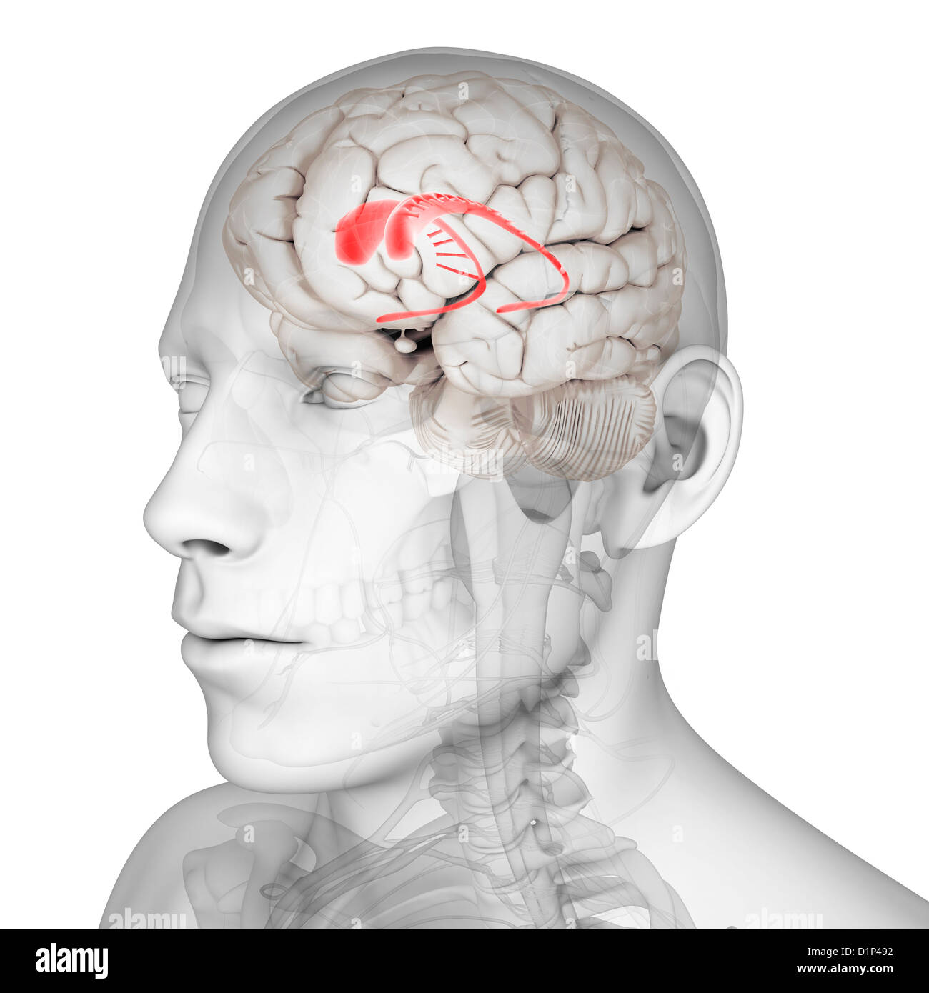 Caudate nucleus hi-res stock photography and images - Alamy