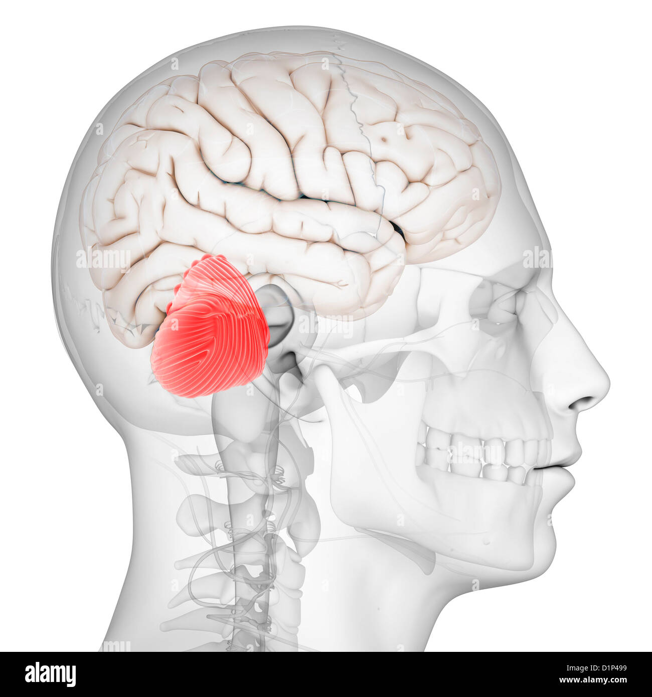 Cerebellum hi-res stock photography and images - Alamy