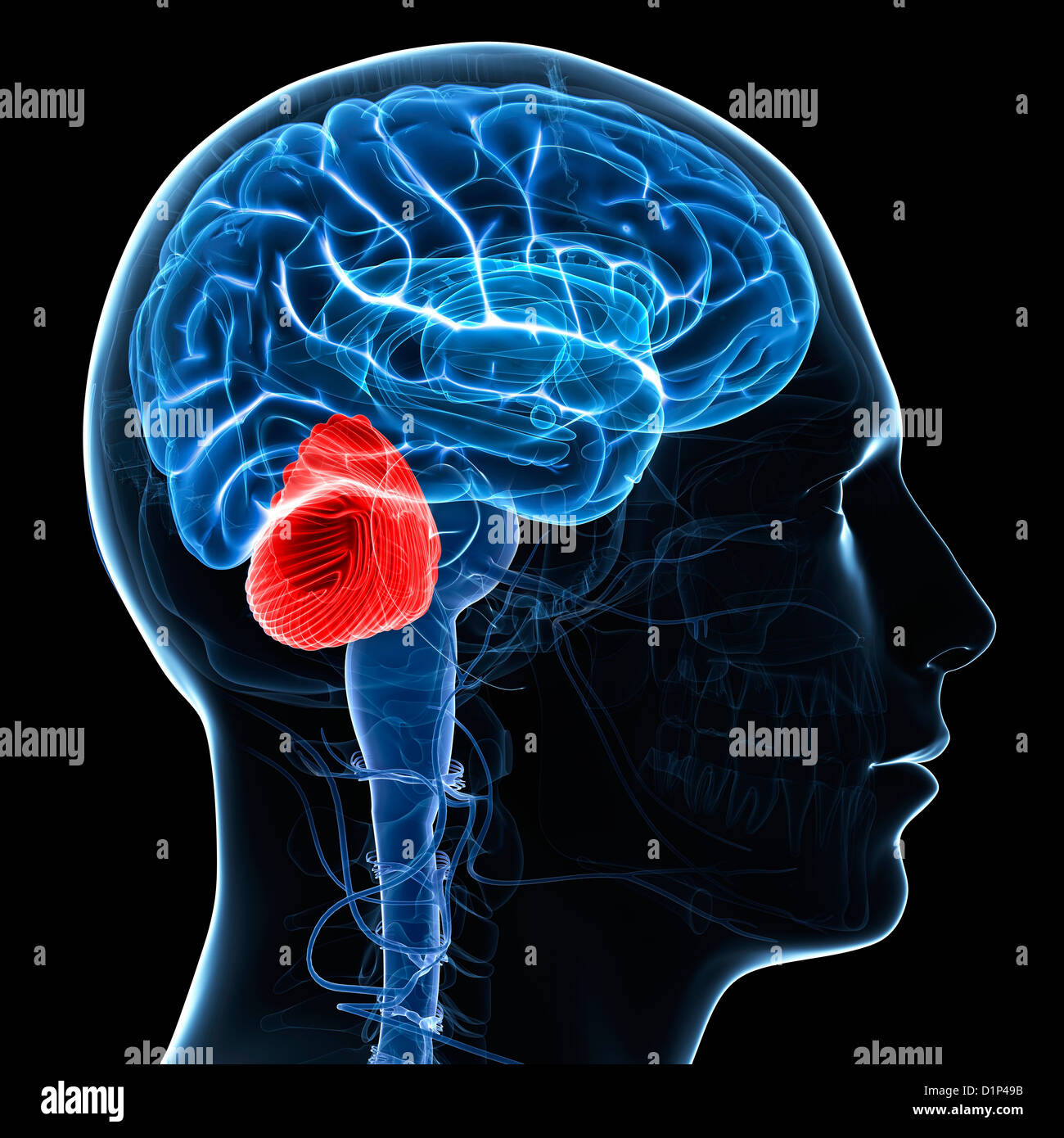 Cerebellum hi-res stock photography and images - Alamy