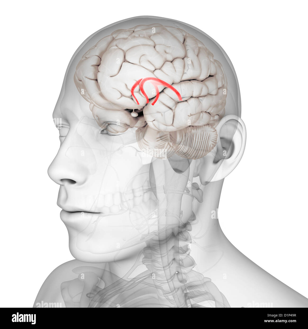 Fornix of the brain, artwork Stock Photo - Alamy