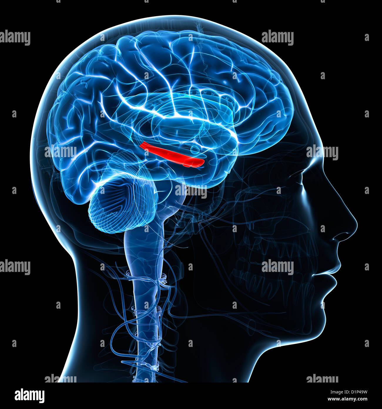 Hippocampus High Resolution Stock Photography and Images - Alamy