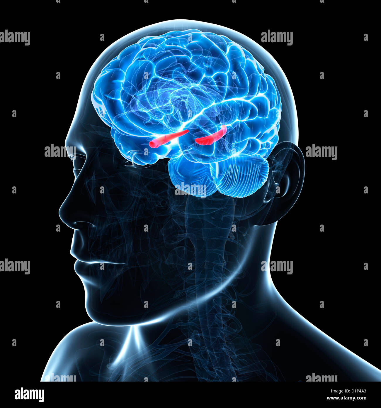 Brain hippocampus hi-res stock photography and images - Alamy