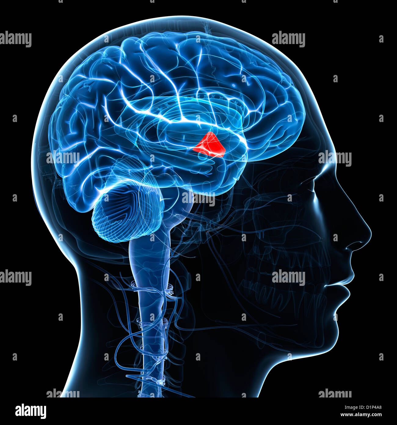 Hypothalamus, artwork Stock Photo - Alamy