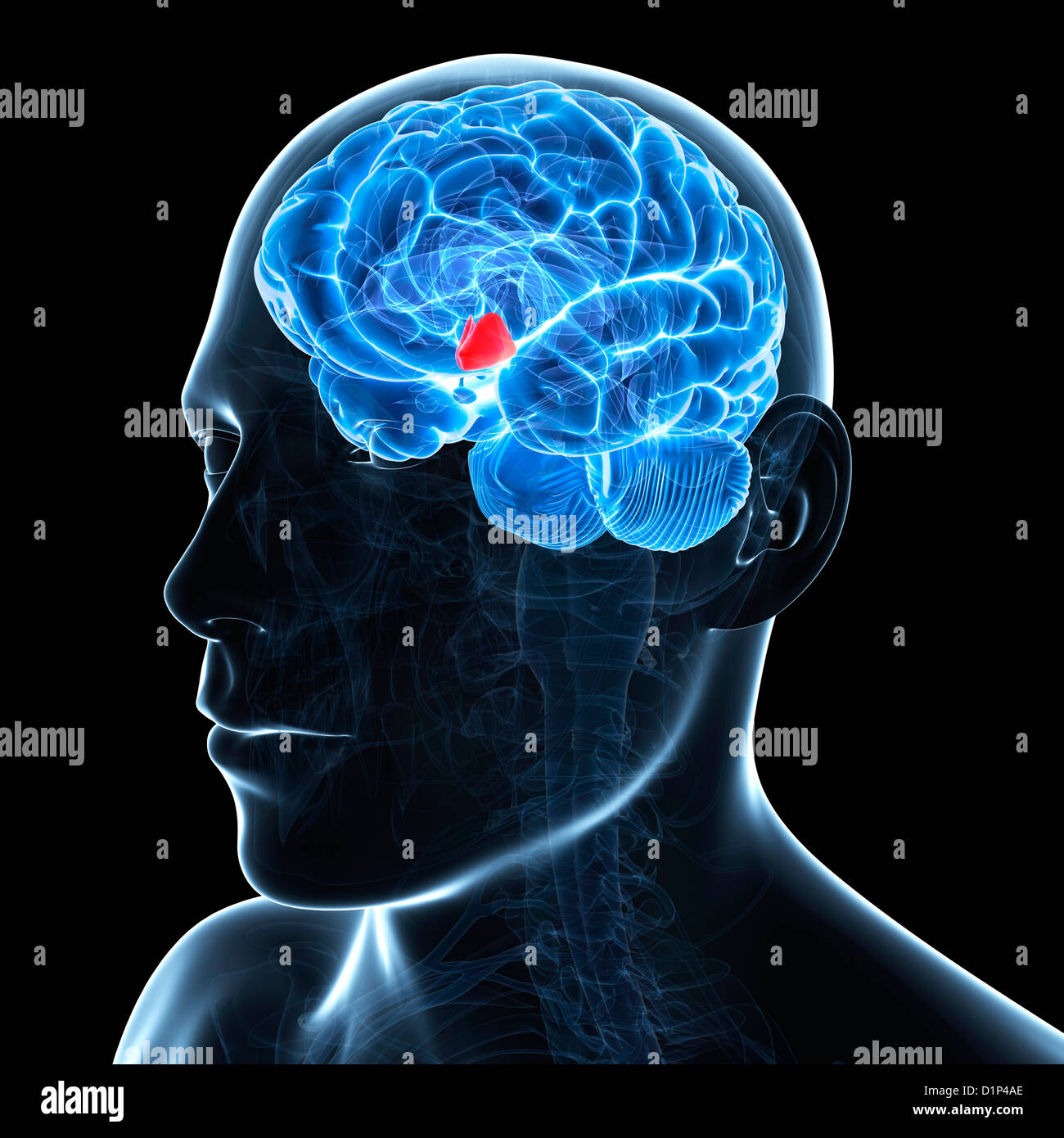 Hypothalamus Brain High Resolution Stock Photography and Images - Alamy