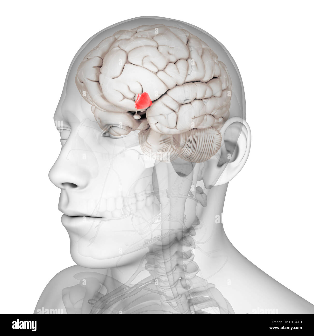 Hypothalamus hi-res stock photography and images - Alamy