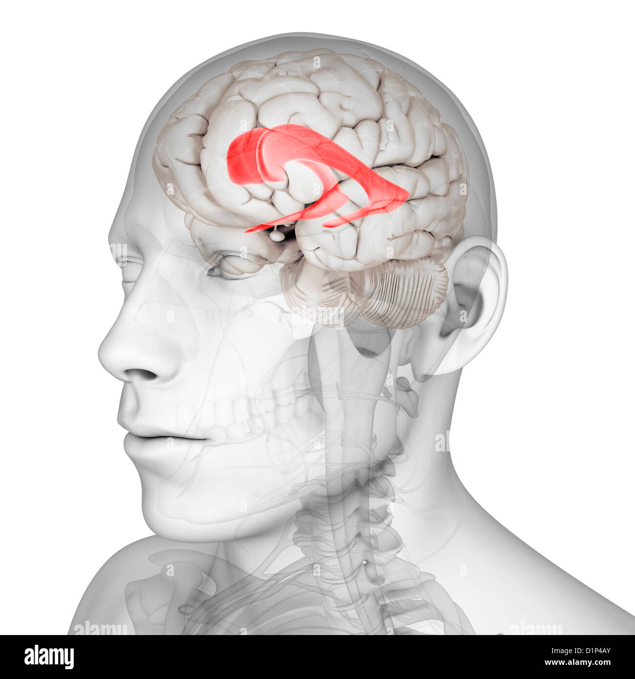 Lateral ventricle, artwork Stock Photo - Alamy