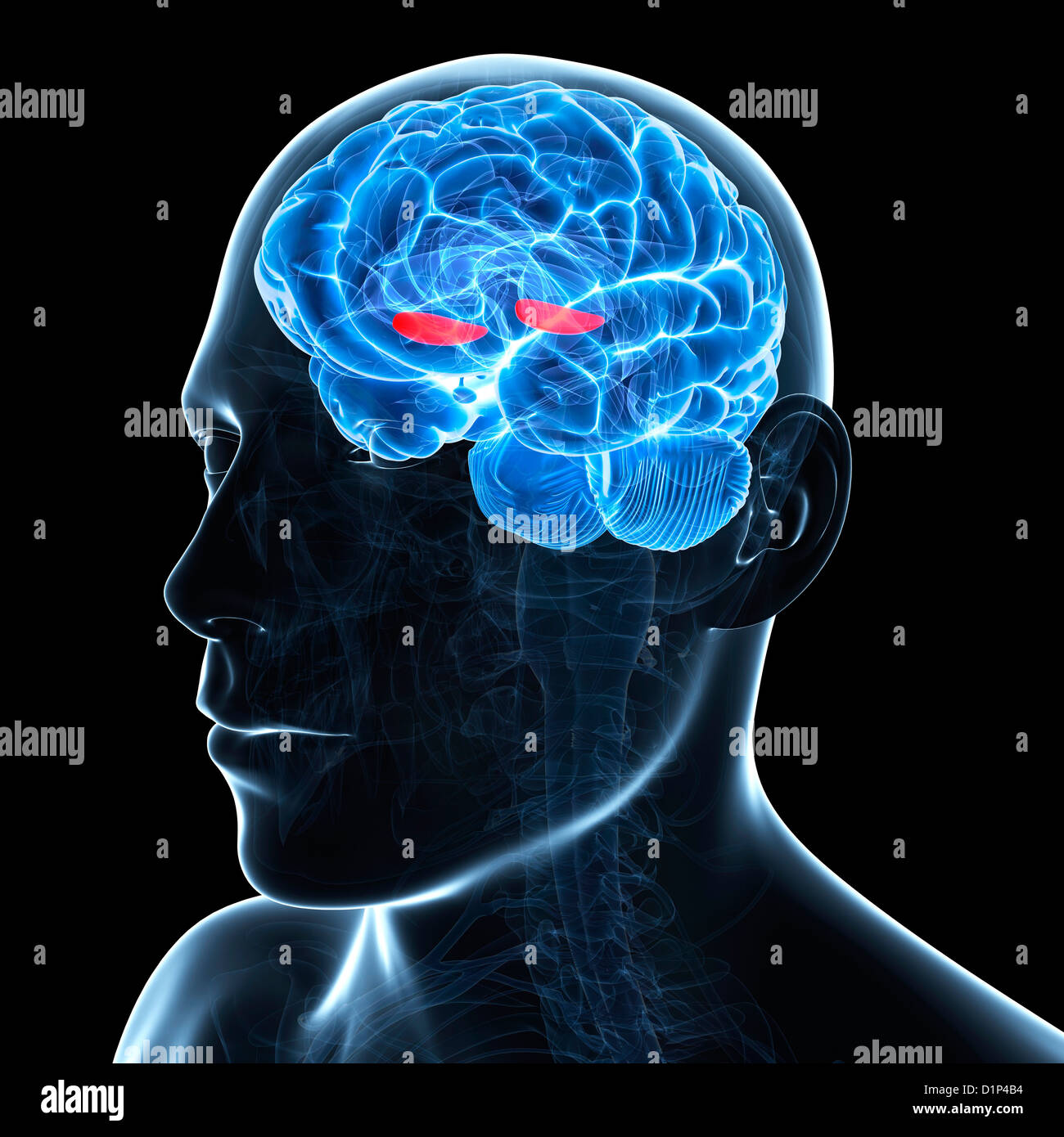 Medial globus pallidus, artwork Stock Photo - Alamy