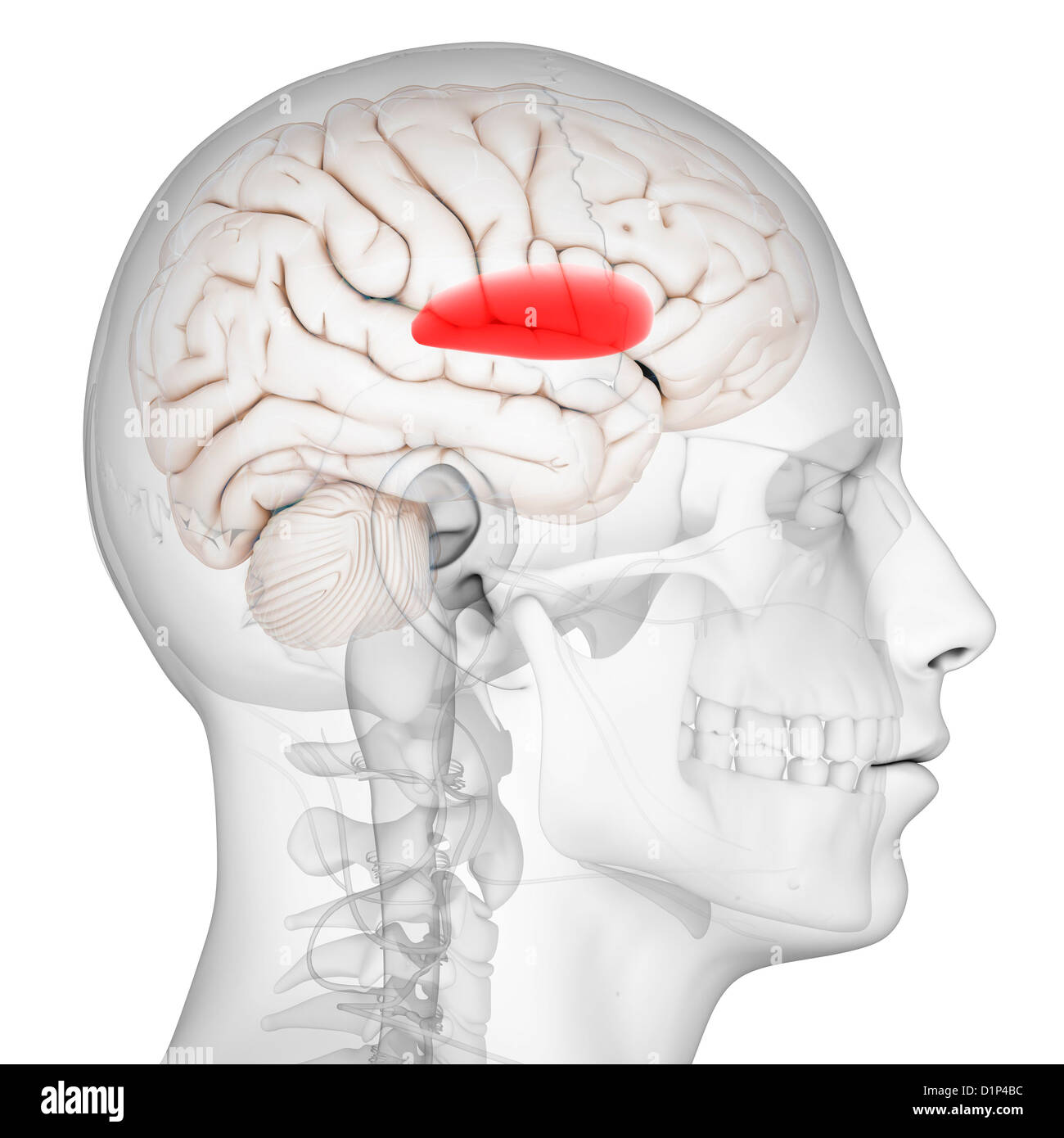 Putamen hi-res stock photography and images - Alamy