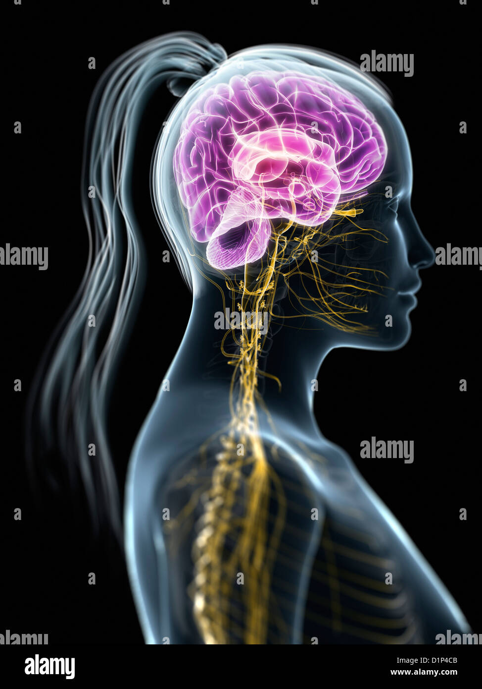 Female central nervous system, artwork Stock Photo - Alamy