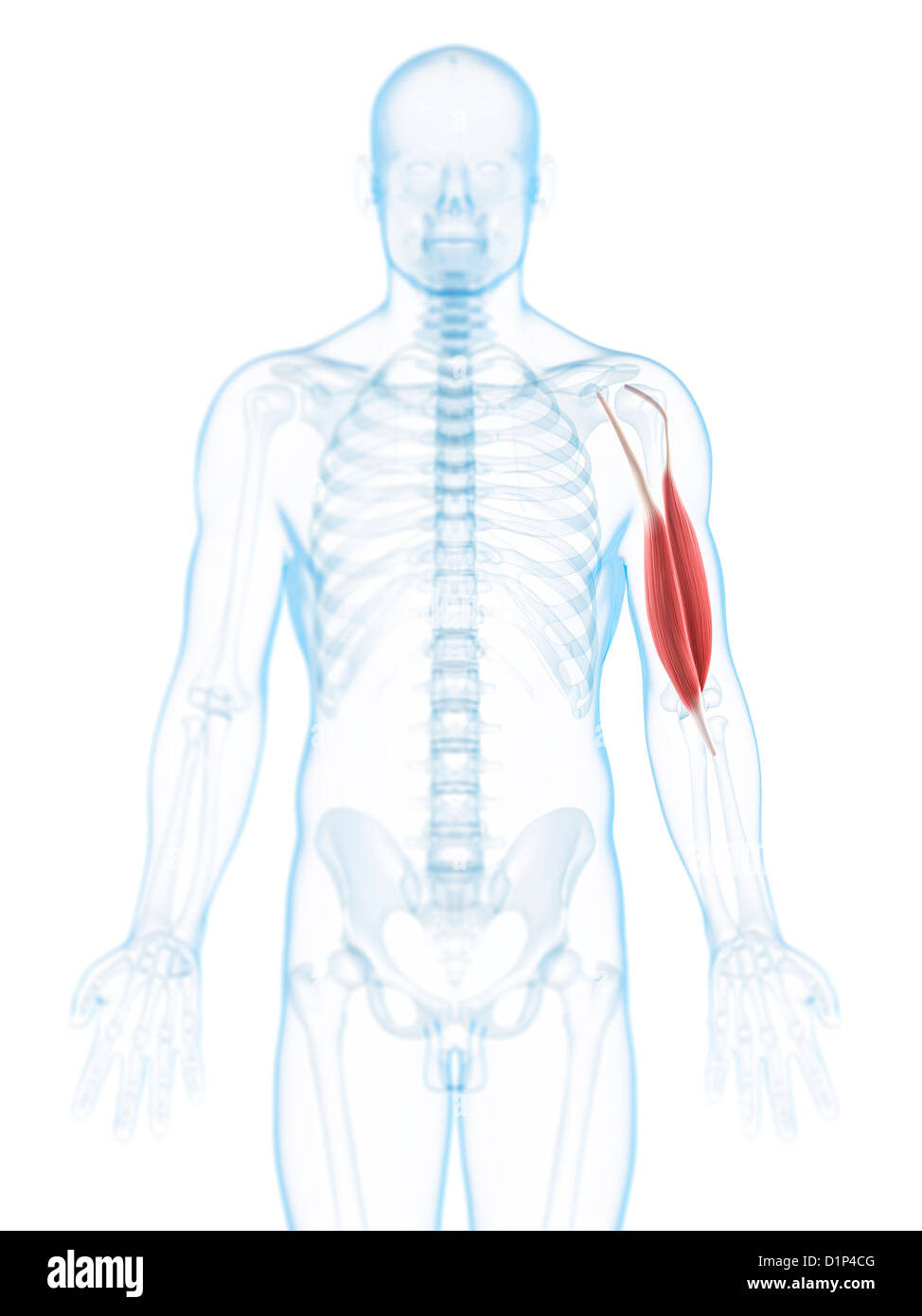 Arm muscle anatomy hi-res stock photography and images - Alamy