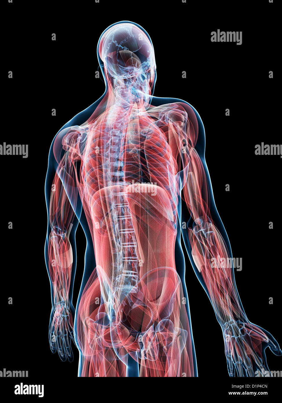 Male musculature, artwork Stock Photo - Alamy