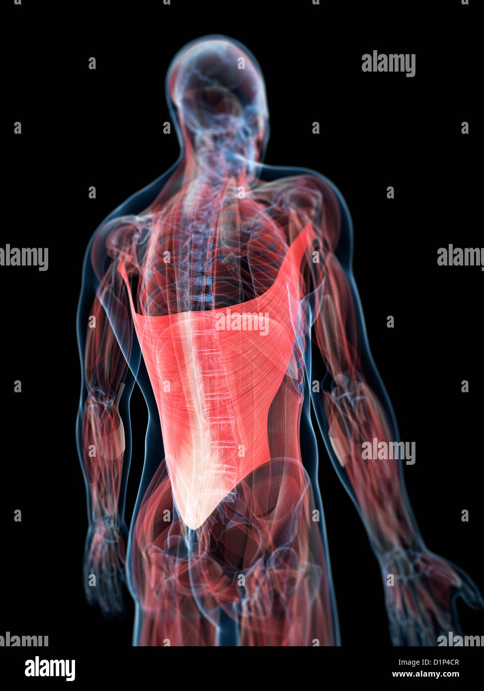 Back muscles, artwork Stock Photo - Alamy