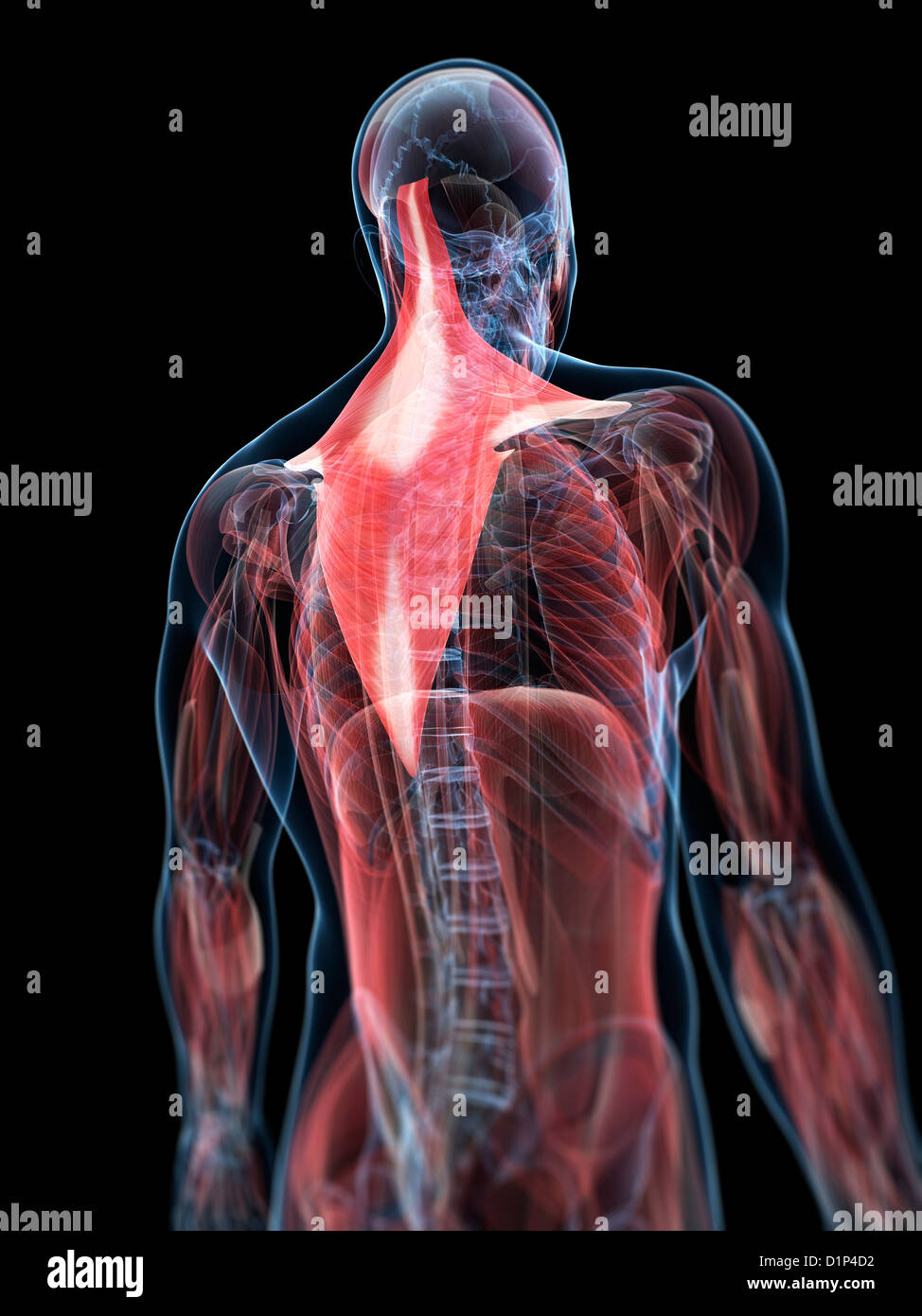 Back muscles, artwork Stock Photo - Alamy Back muscles, artwork Stock Photo - Alamy