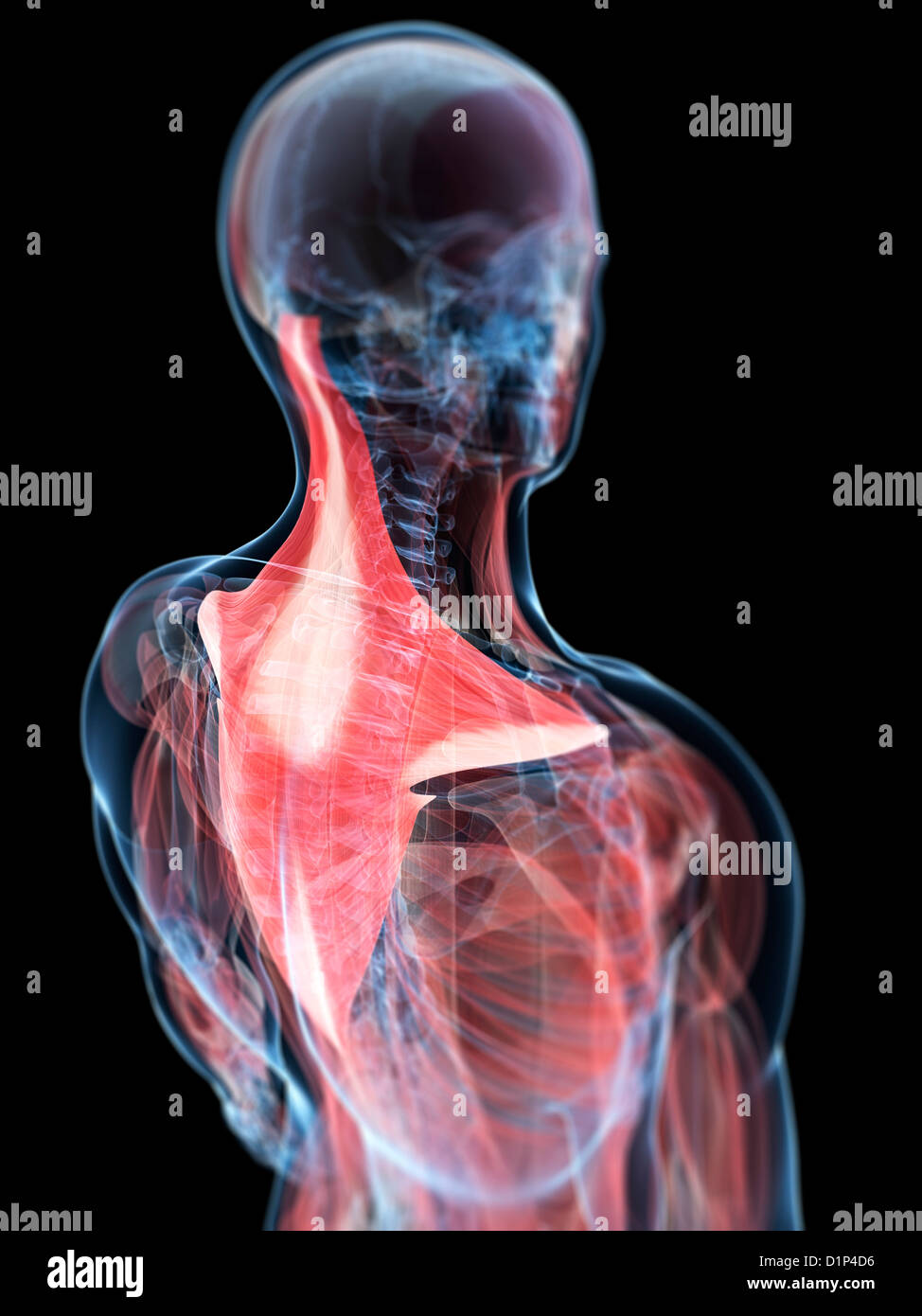 Back muscles, artwork Stock Photo - Alamy