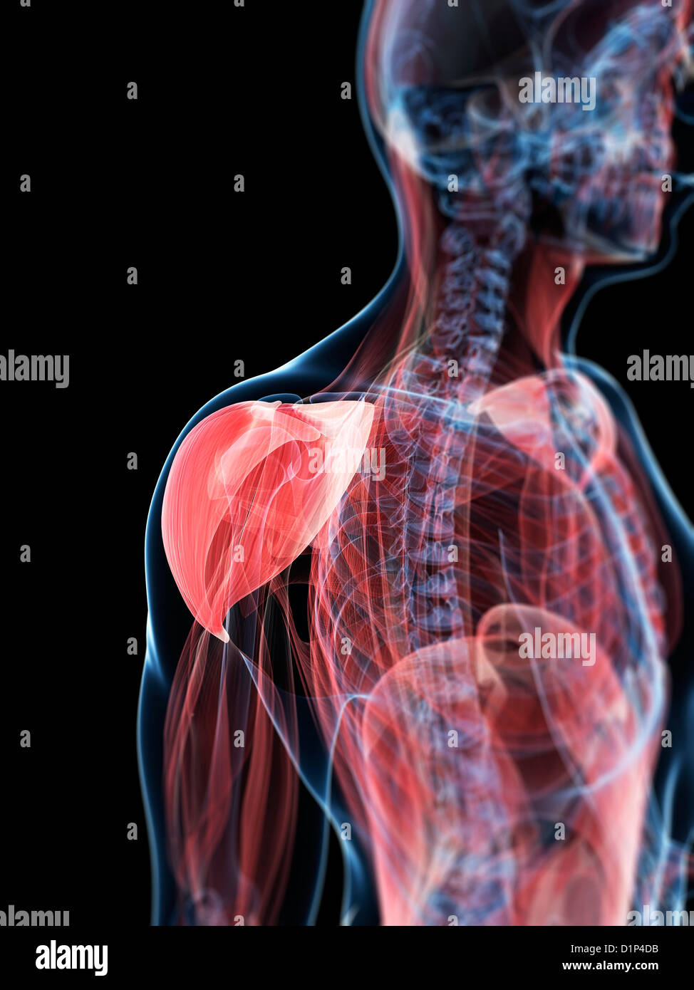 Shoulder muscle hi-res stock photography and images - Alamy