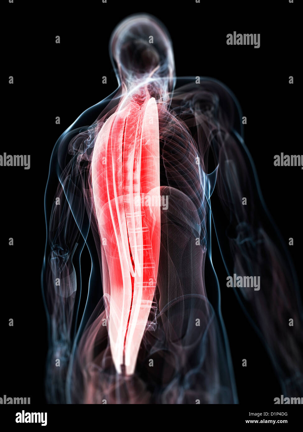 Back muscles, artwork Stock Photo - Alamy
