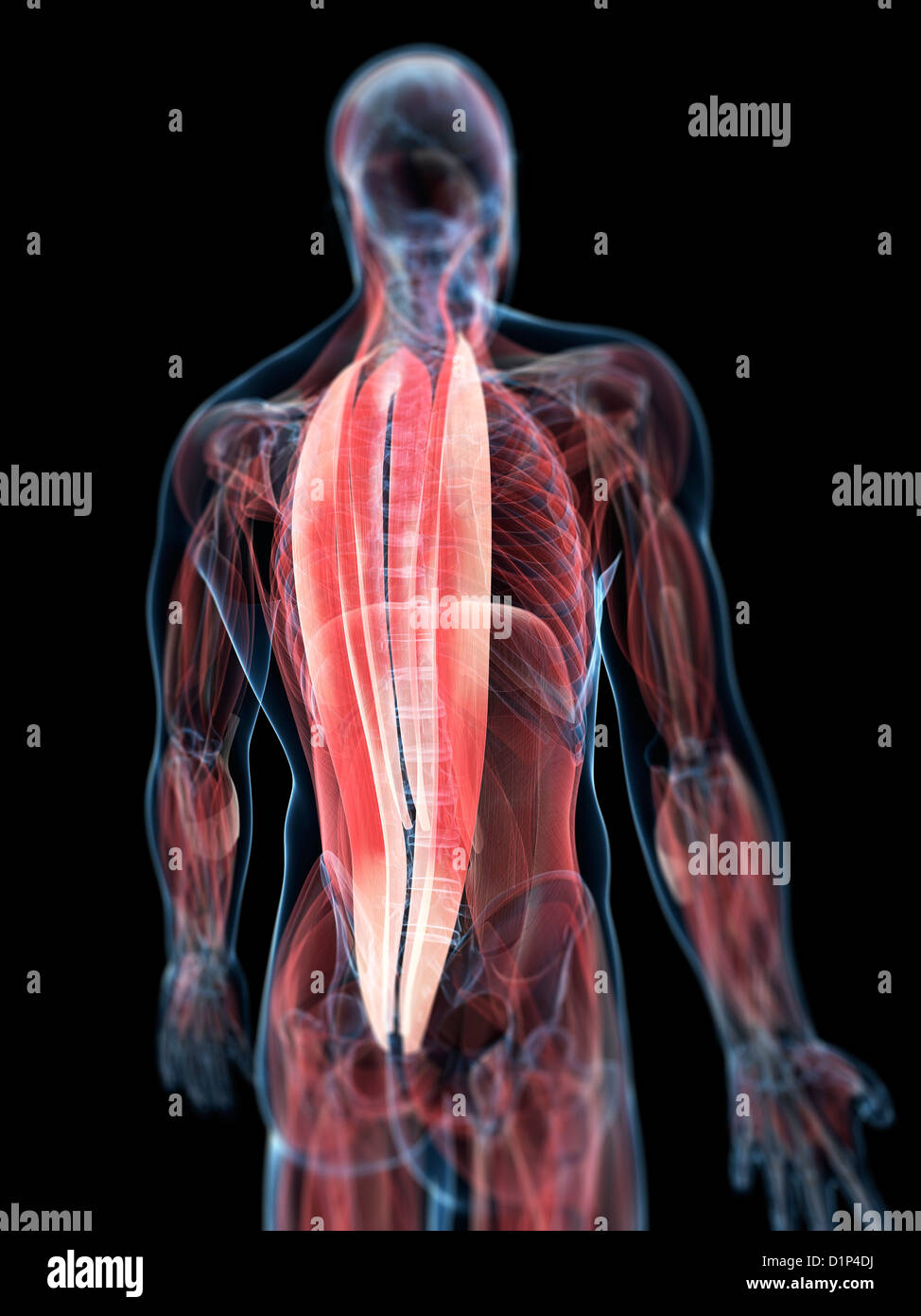 Back muscles, artwork Stock Photo - Alamy