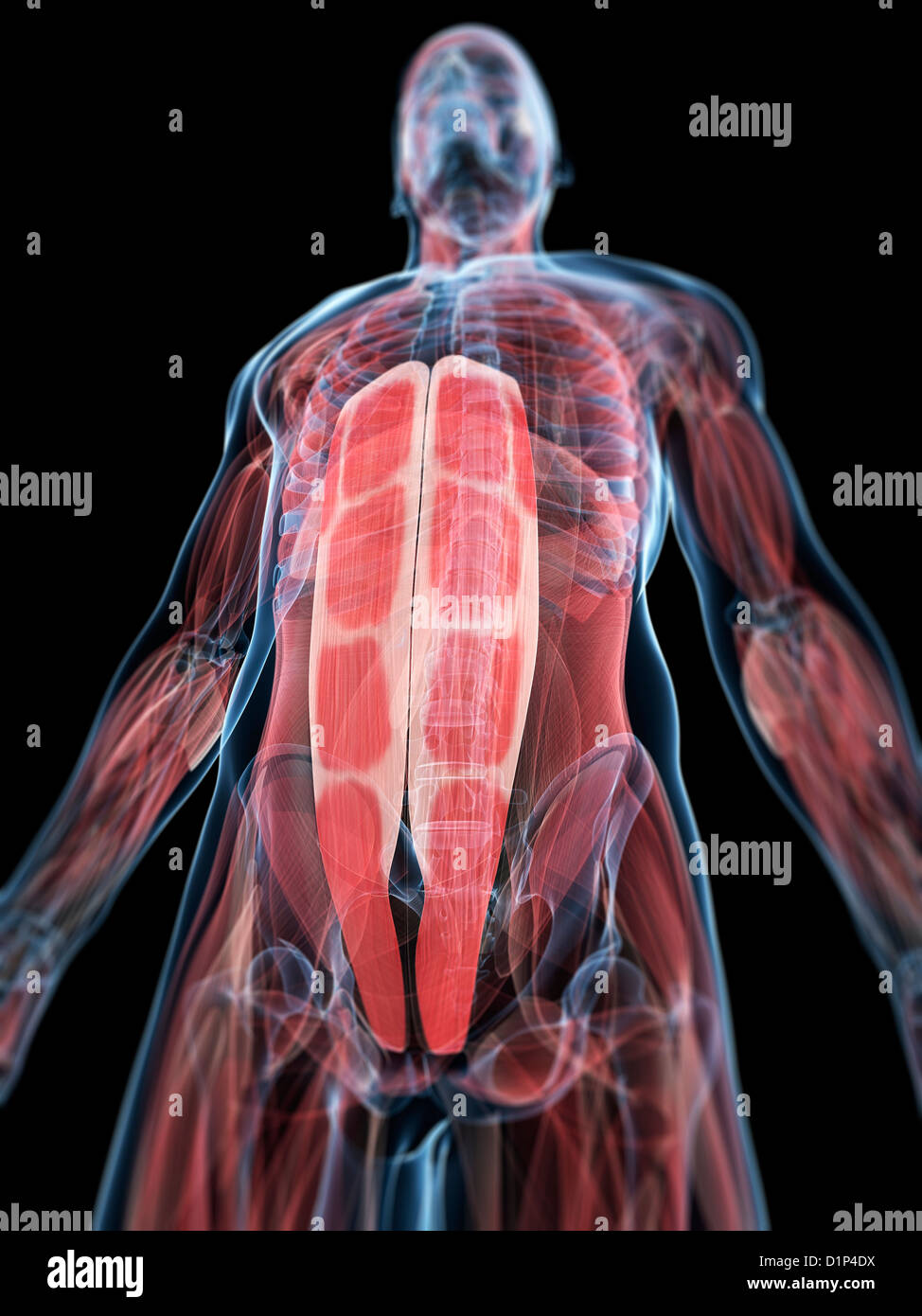 Abdominal muscles, artwork Stock Photo - Alamy