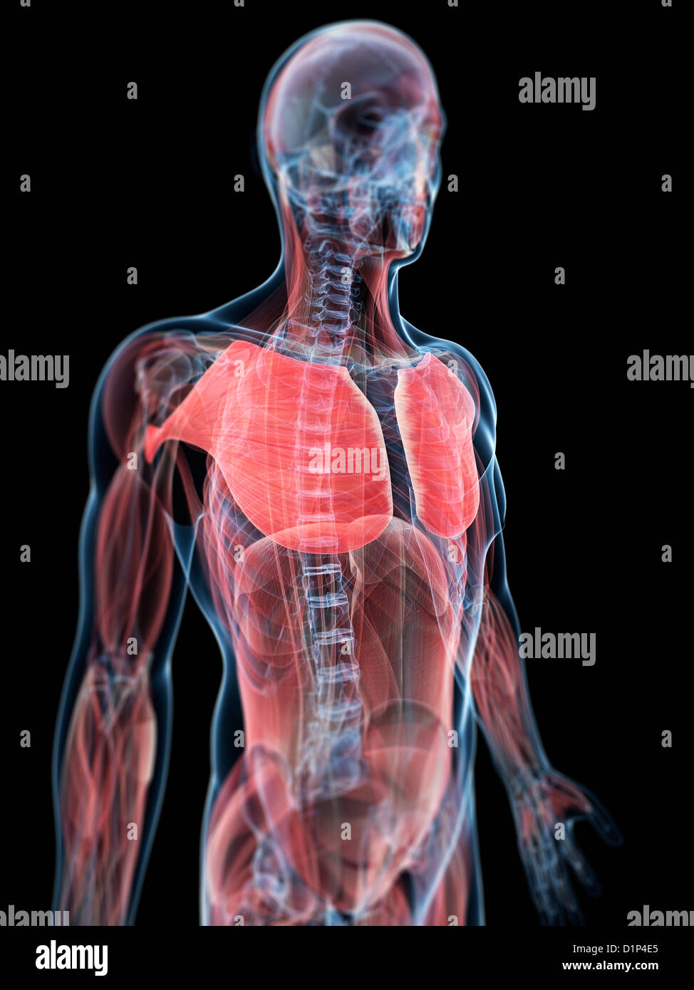 Male chest muscle front hi-res stock photography and images - Alamy