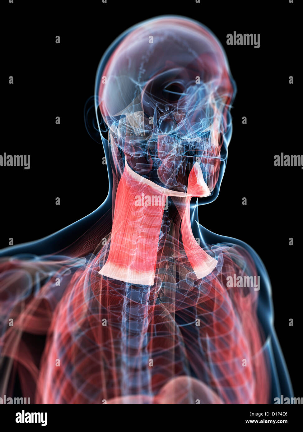 Neck muscles, artwork Stock Photo - Alamy