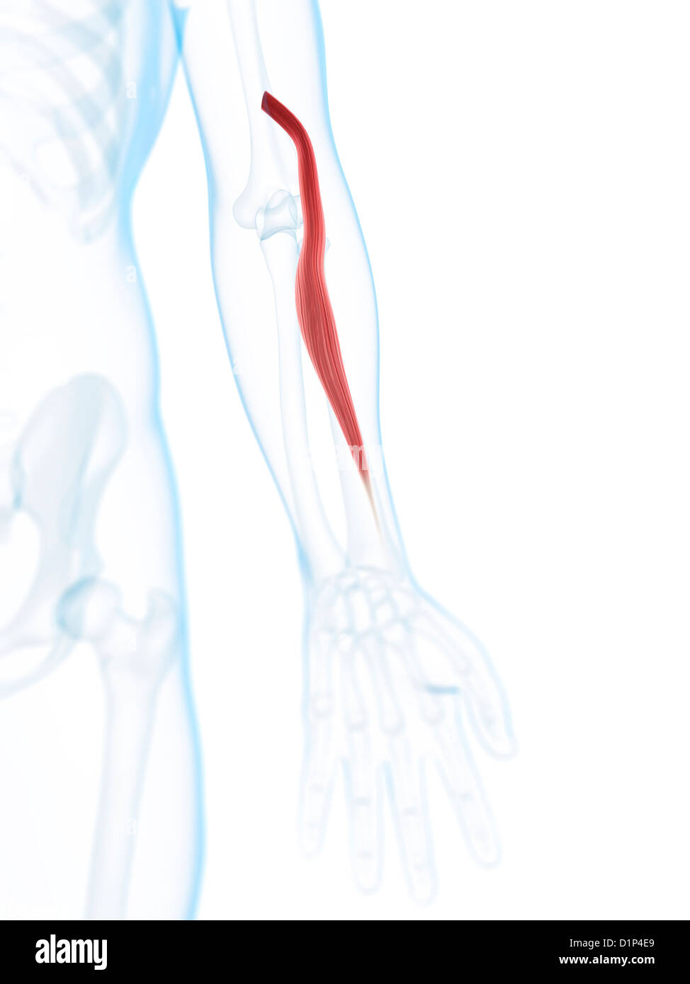 Arm muscle anatomy hi-res stock photography and images - Alamy