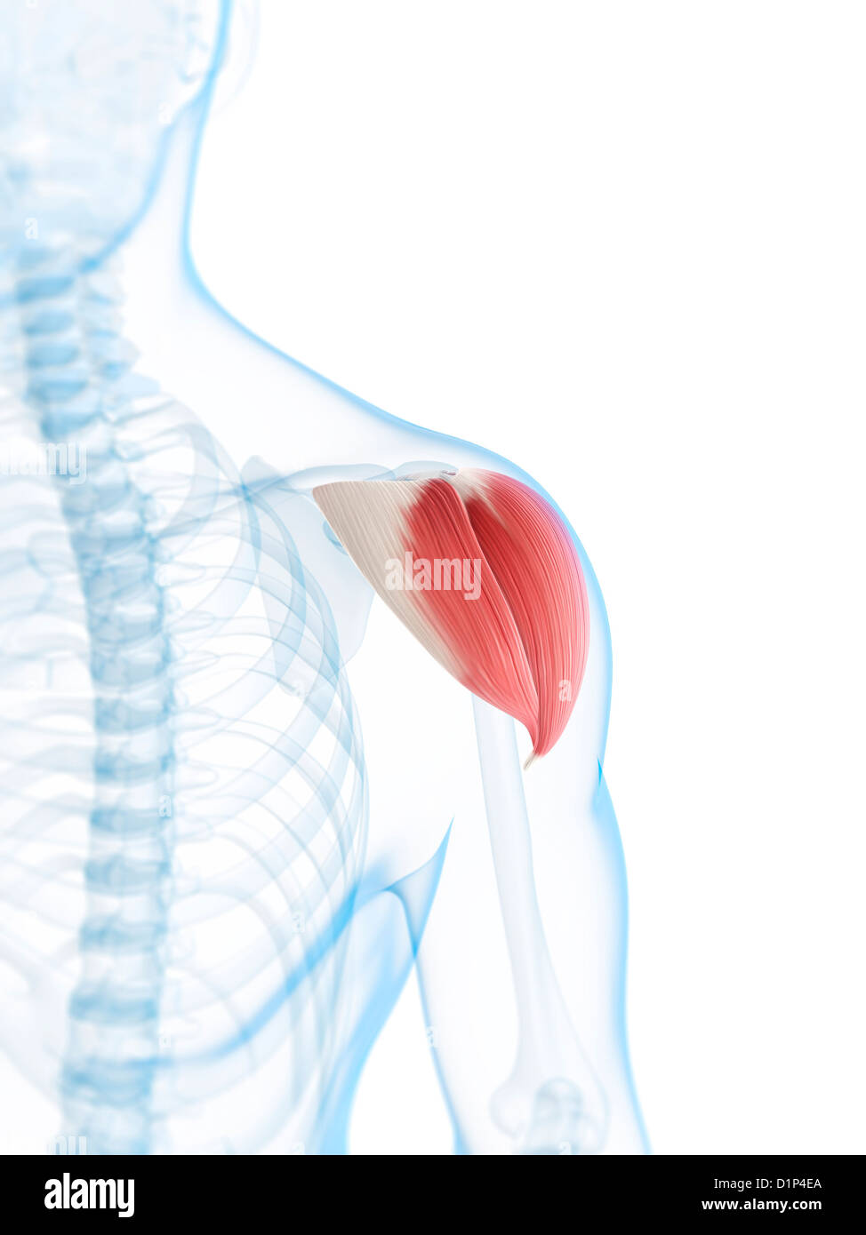 Shoulder muscle hi-res stock photography and images - Alamy