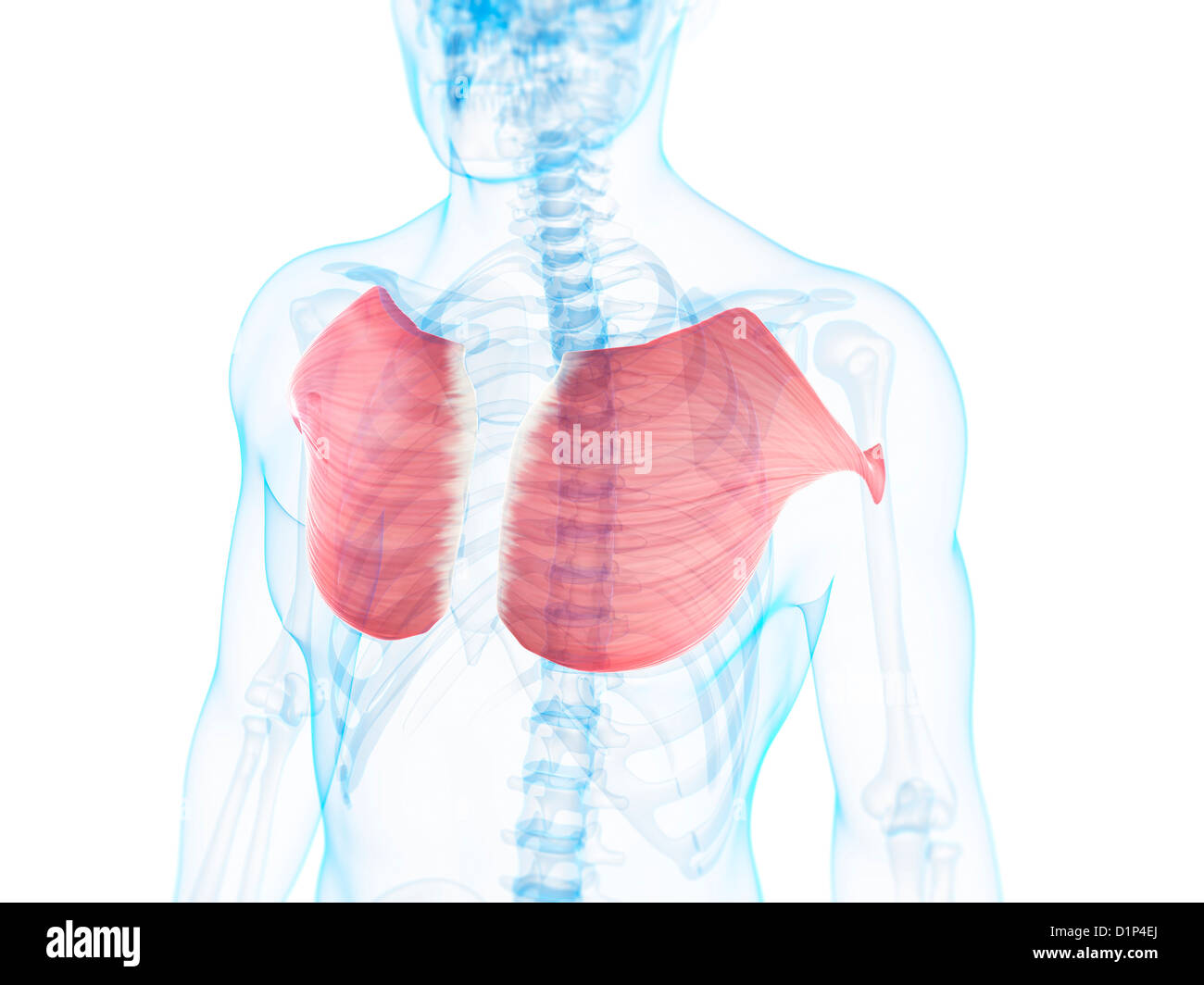 Core muscles anatomy hi-res stock photography and images - Alamy