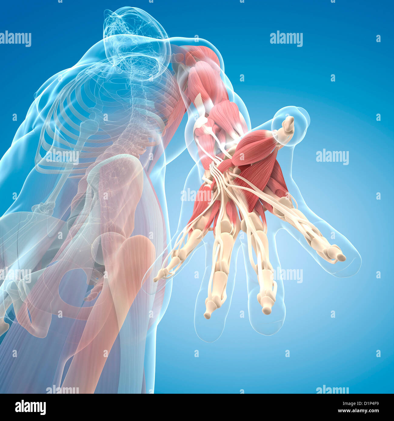 Hand And Wrist Stock Photos & Hand And Wrist Stock Images - Alamy