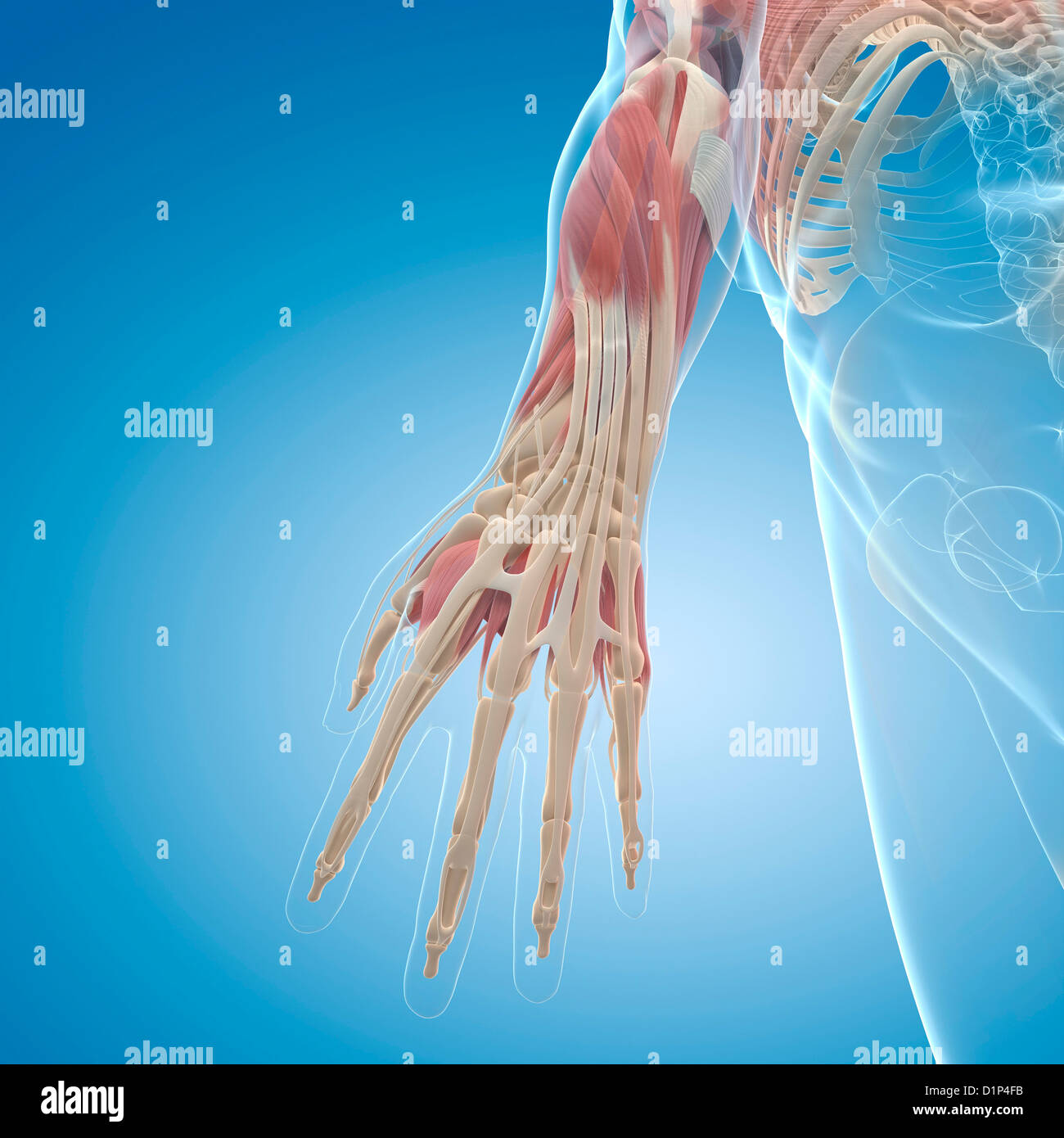 Hand And Wrist Stock Photos & Hand And Wrist Stock Images - Alamy