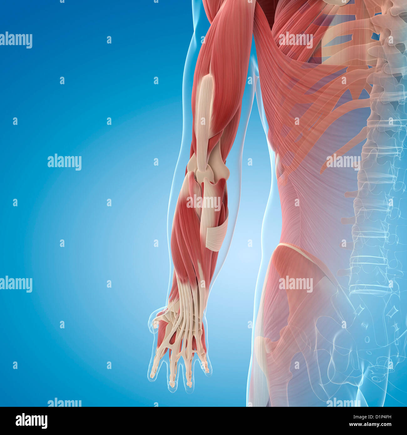 Male musculature, artwork Stock Photo - Alamy