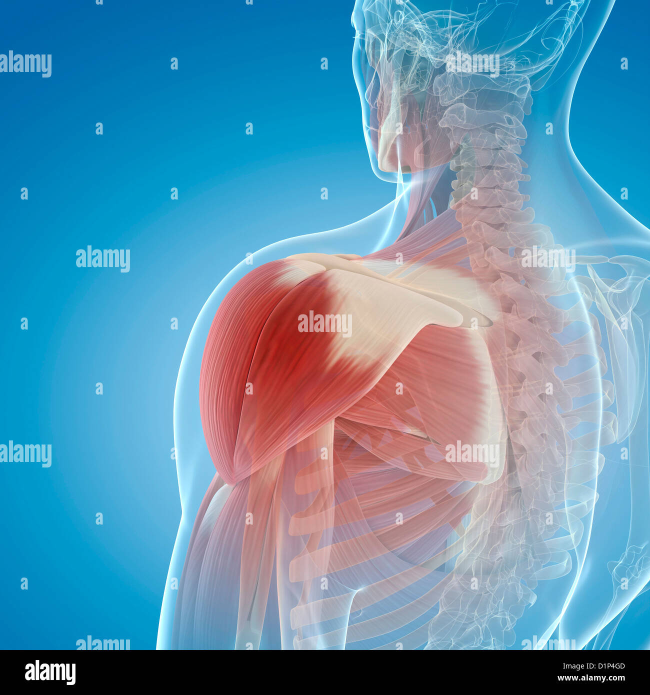 Back Muscles Anatomy High Resolution Stock Photography and Images - Alamy