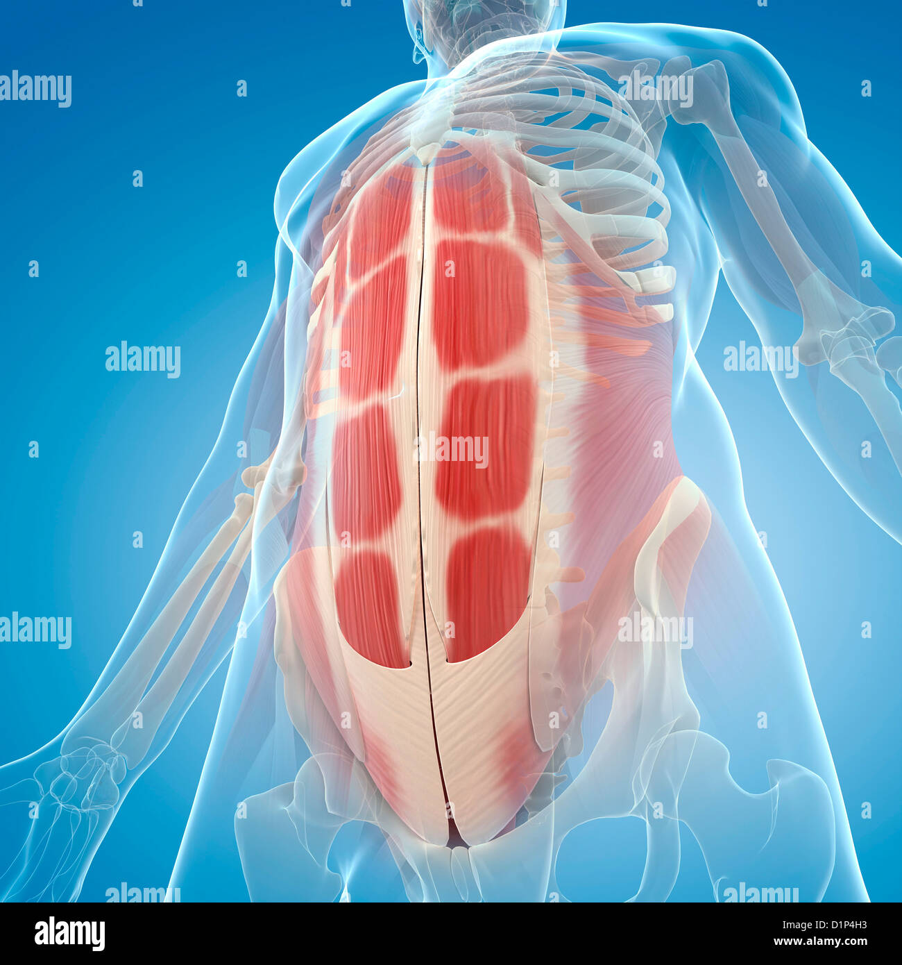 Abdominal muscles, artwork Stock Photo - Alamy